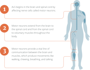 ALS Facts and Symptoms Overview | ALS Pathways